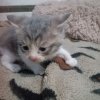 Иконка канала Котик Мелон Plaigraund🐈