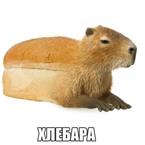 Иконка канала ★Капибара -милаха★