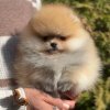 Иконка канала Померанский Шпиц