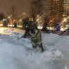 Иконка канала 🐶Собака-улыбака🐕