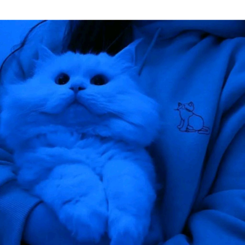 Иконка канала { 💙🫐куки 🫐💙}