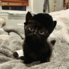 Иконка канала КоТ*БазилЯ