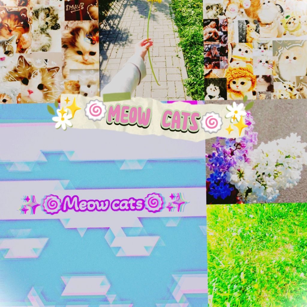 Иконка канала ✨🍥Meow#Cats🍥✨