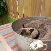 Иконка канала GavchikCat_Drokonchik