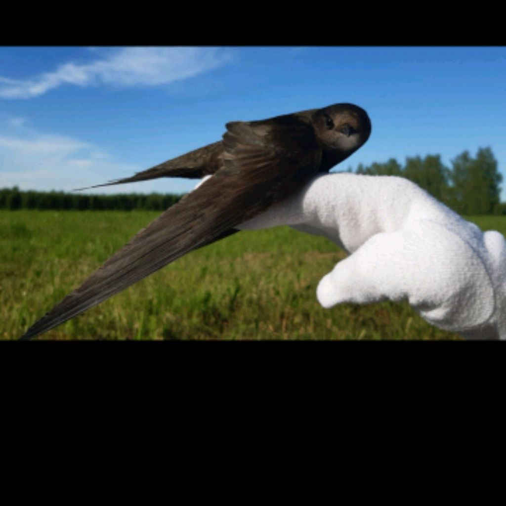 Иконка канала (⁠ ⁠/⁠^⁠ω⁠^⁠)⁠/🐦амишка 22.00.99.122🐦(⁠┌⁠・⁠。⁠・⁠)⁠