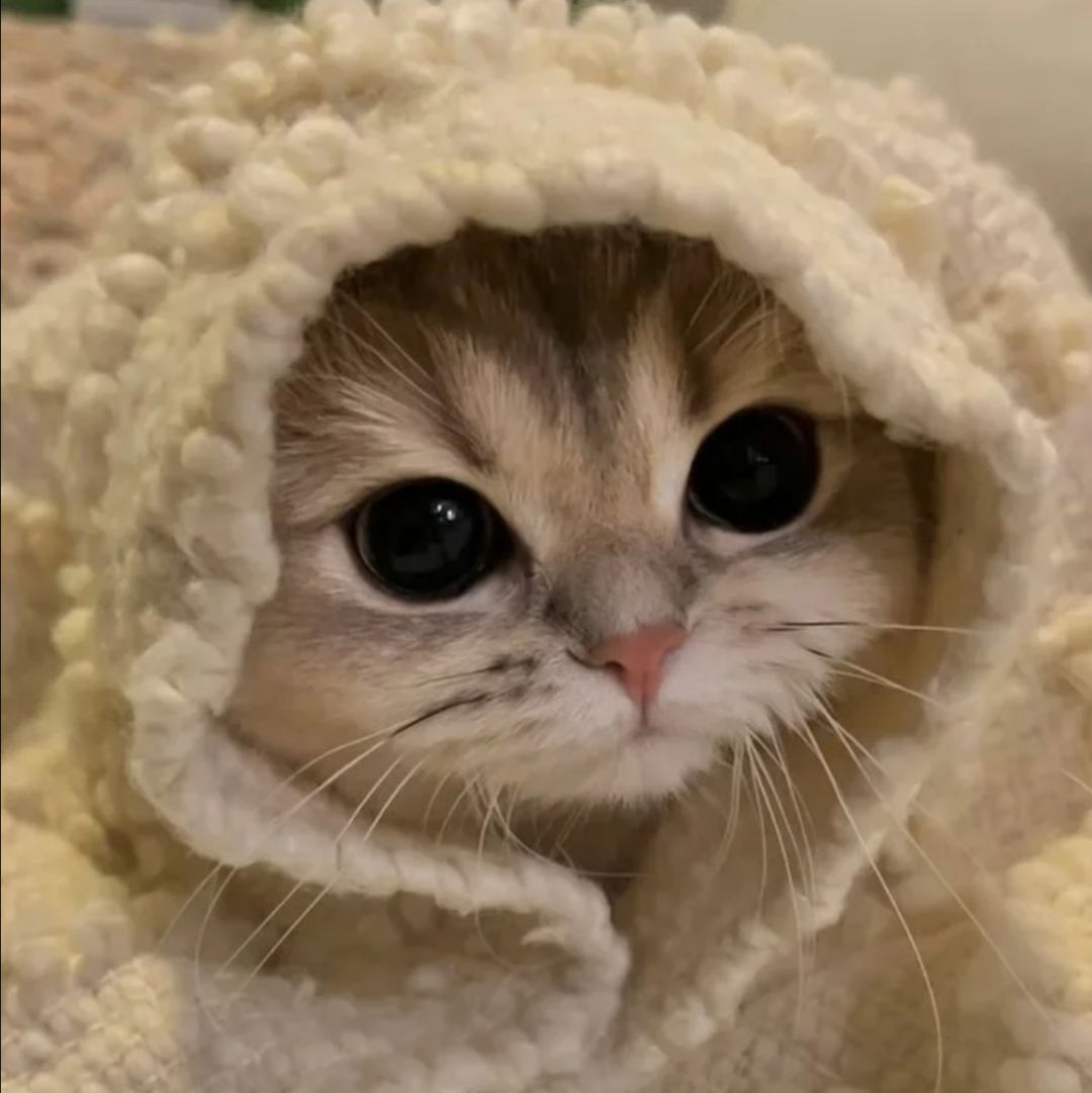 Иконка канала Котики🥰😘😍😺😻