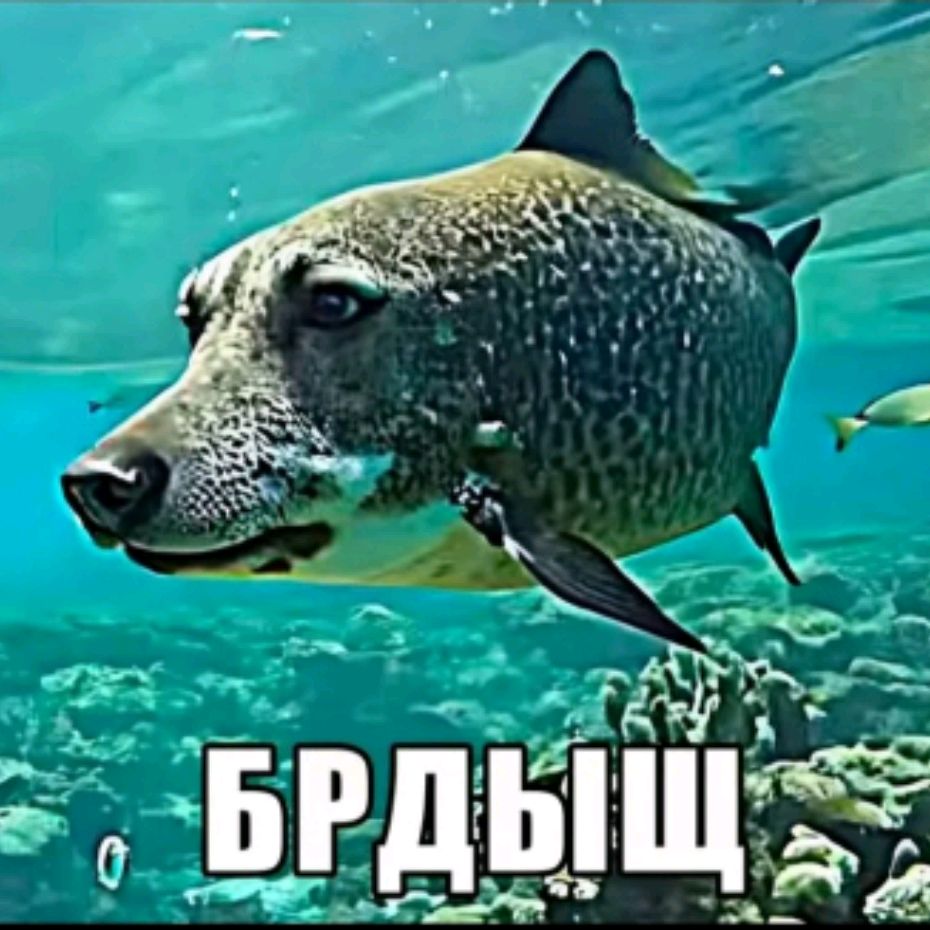 Иконка канала Брдщ Топ