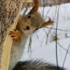 Иконка канала Красотки Белочки