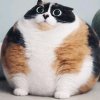 Иконка канала Котость показывает