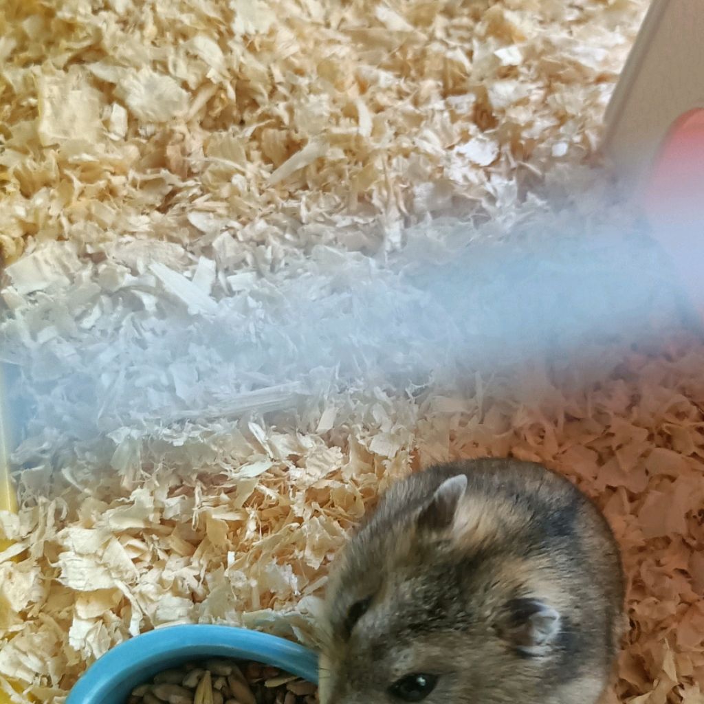 Иконка канала Роблокс Алиса  Хомяк 🐹🐹🐹