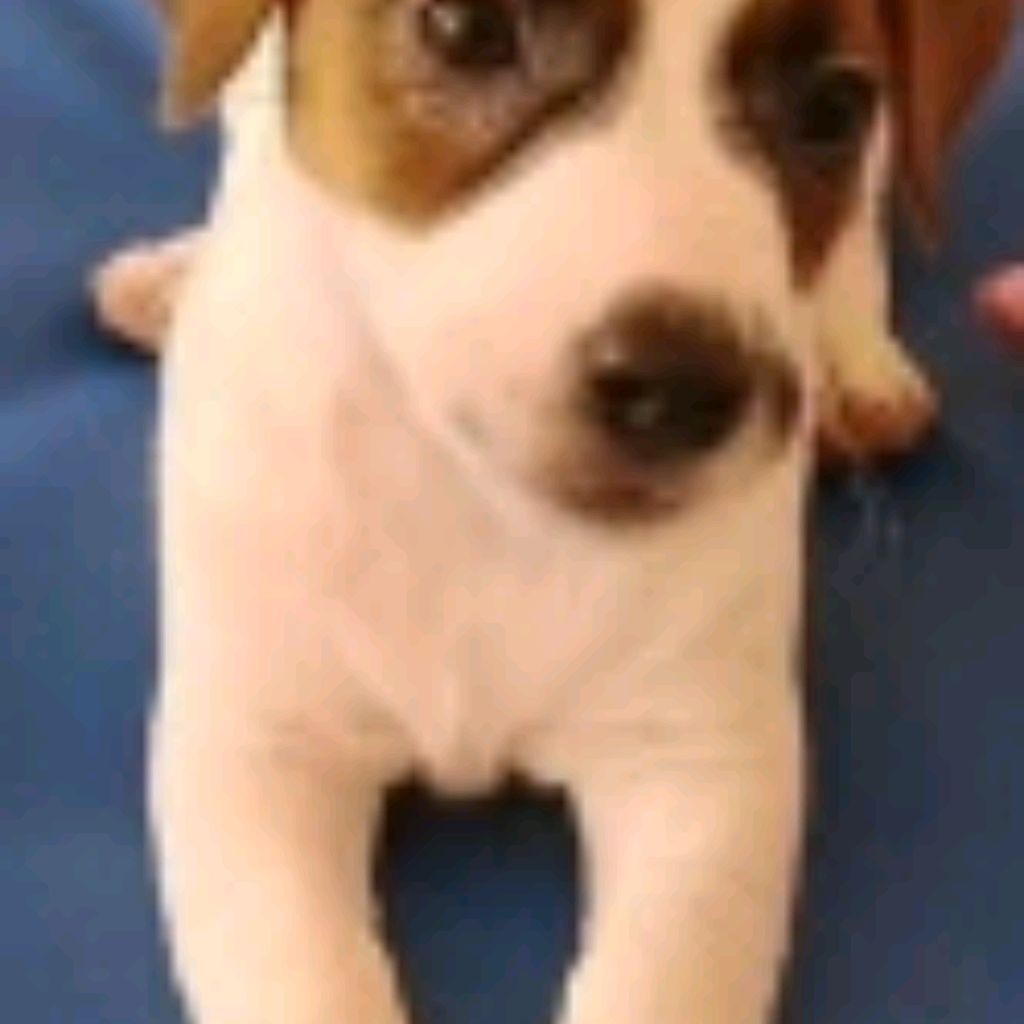 Иконка канала 🐶❤️~Собачка~озвучка~❤️🐶
