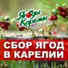Иконка канала Сбор ягод в Карелии