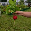 Иконка канала Дачник со Стажем