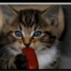 Иконка канала Сосисончик котость