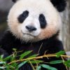 Иконка канала Pandh4k