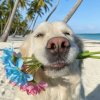 Иконка канала 🌺 𝐀𝐧𝐠𝐢𝐞 𝐁𝐥𝐚𝐳𝐞☑︎