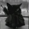 Иконка канала MOONCAT