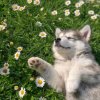 Иконка канала 🐾~Ре🍁с~🐶