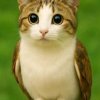 Иконка канала КОТЁНОК В ЧИКЕНГАН
