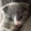 Иконка канала Кот Барсик