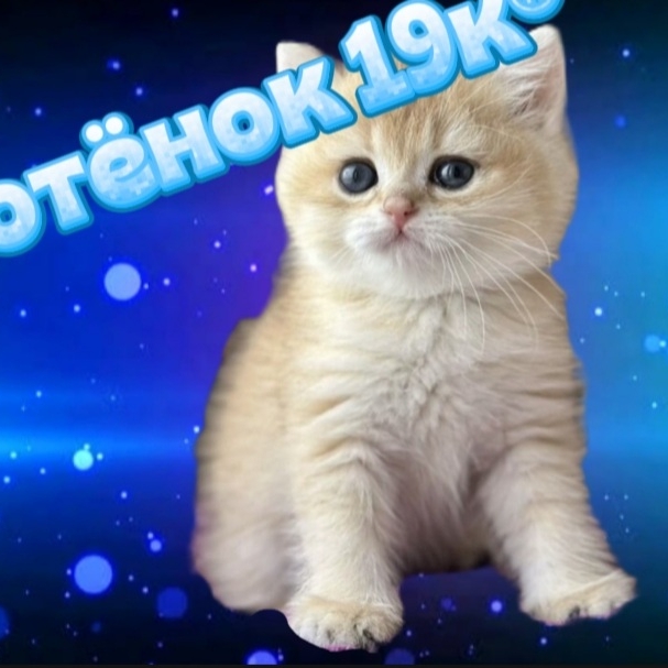 Иконка канала Котёнок19K®