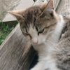 Иконка канала Тимур Тур 54K