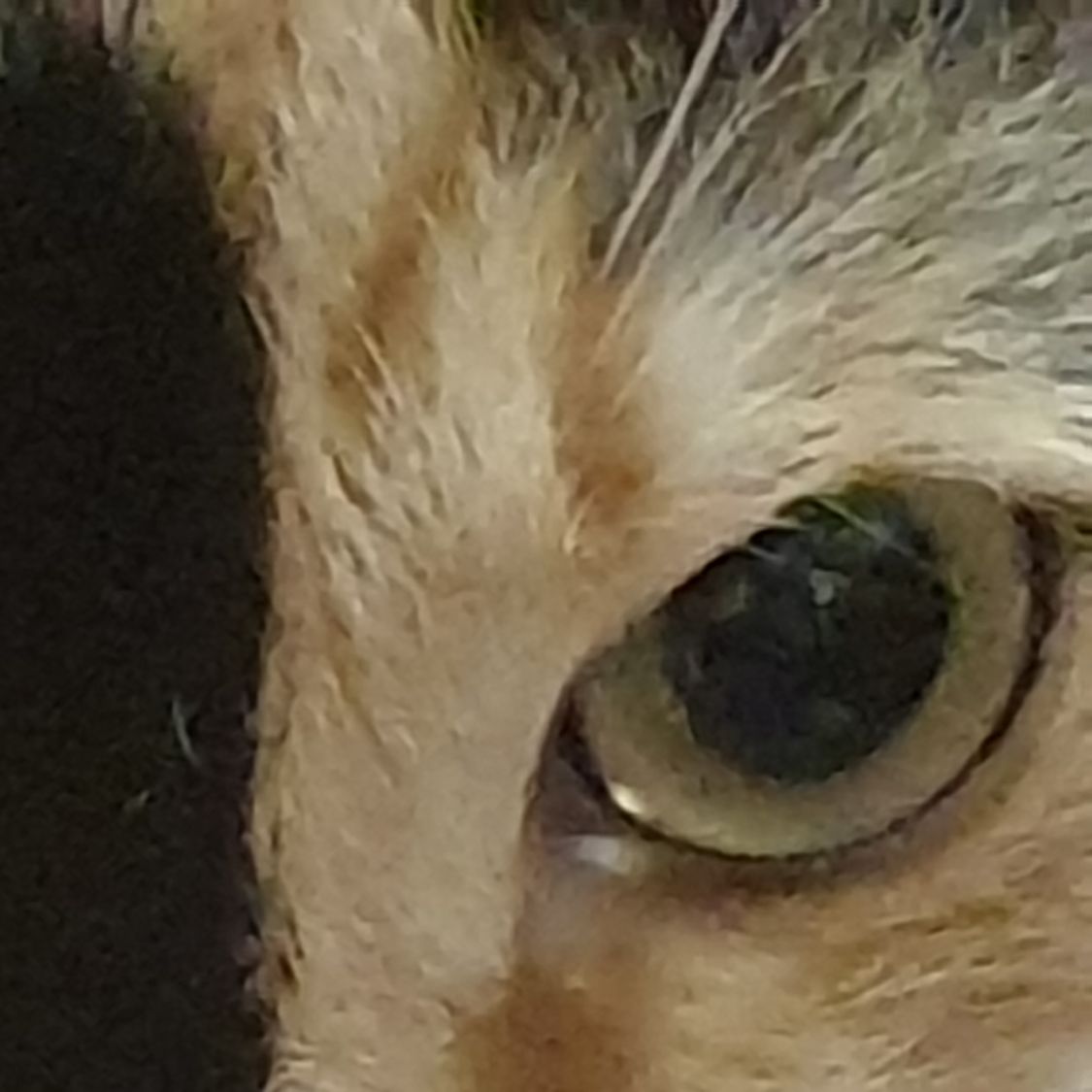 Иконка канала CAT RUSSIAN