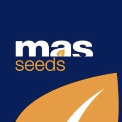 Иконка канала MAS Seeds Россия