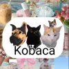Иконка канала KOBACA