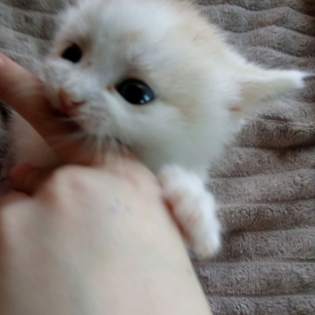 Иконка канала Миса и мои коты🫶🏻