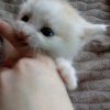Иконка канала Миса и мои коты🫶🏻