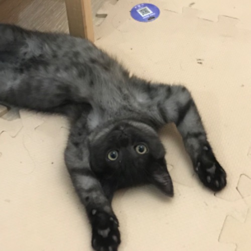 Иконка канала Бусинка 🐈⬛💜☂️🌧