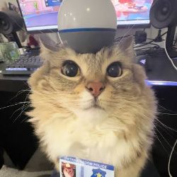 Иконка канала Bestcat
