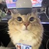 Иконка канала Bestcat