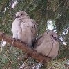 Иконка канала Равиль