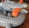 Иконка канала Национальные вкусы - экзотика и традиции