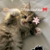 Иконка канала 🫶🏼𝕄𝕚𝕝𝕜𝕚𝕤_ᴄᴛᴩᴀⲱиᴧᴋи🎀