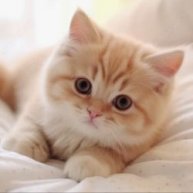 Иконка канала AngelPets