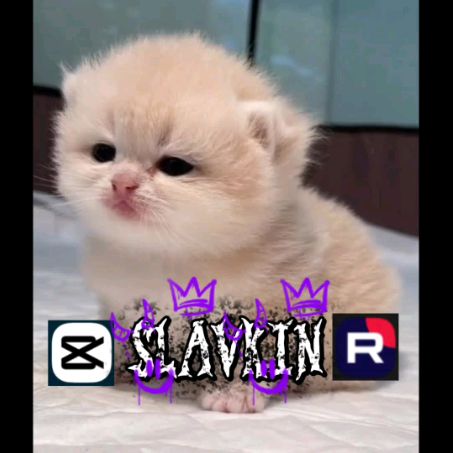 Иконка канала Slavkin ( DJ Bread )