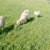 Иконка канала Русская В Дагестане с овцами