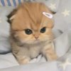 Иконка канала Котик// Лайк Подпишись  Stor