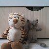 Иконка канала Тигрен и Миша