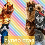 Иконка канала Супер Стая