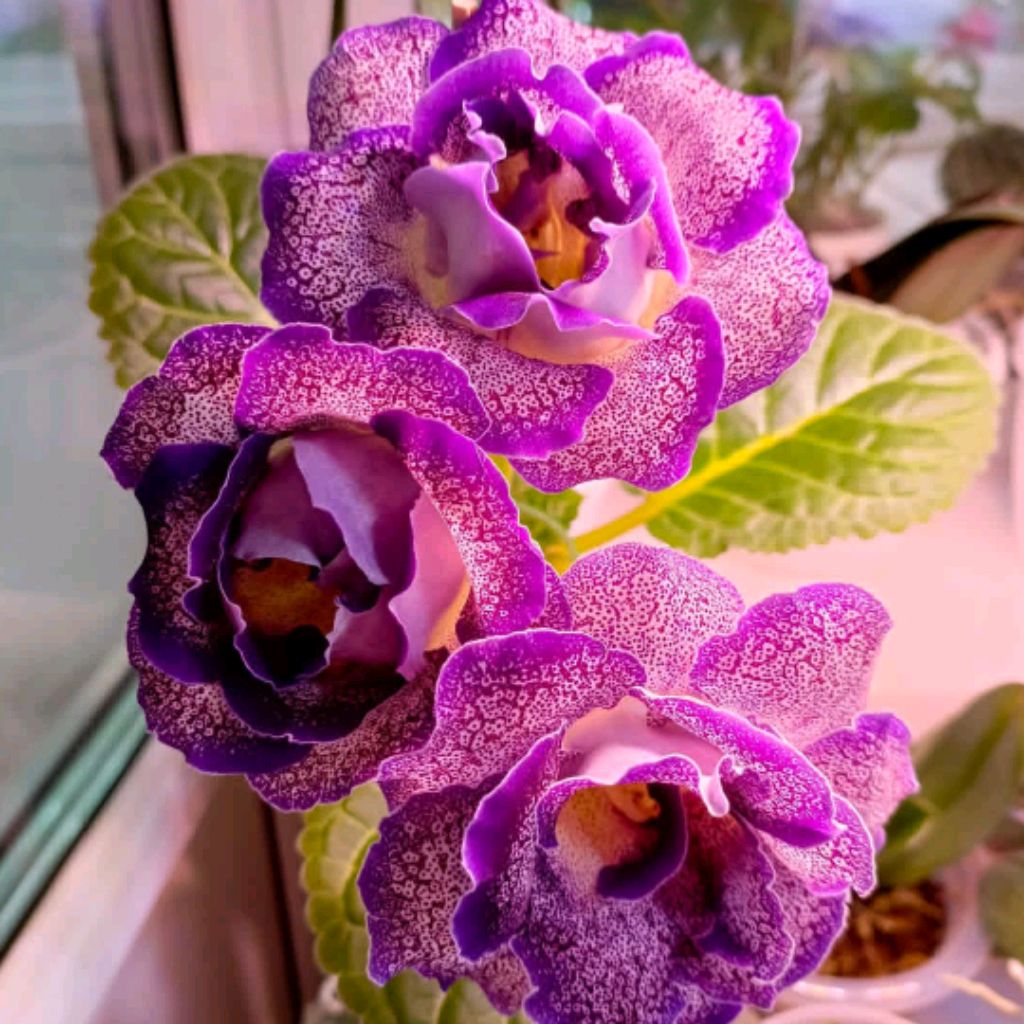 Иконка канала Дом глоксиний, орхидей, и других цветов 🌸