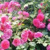 Иконка канала 🌹Роза Алиса 🌹