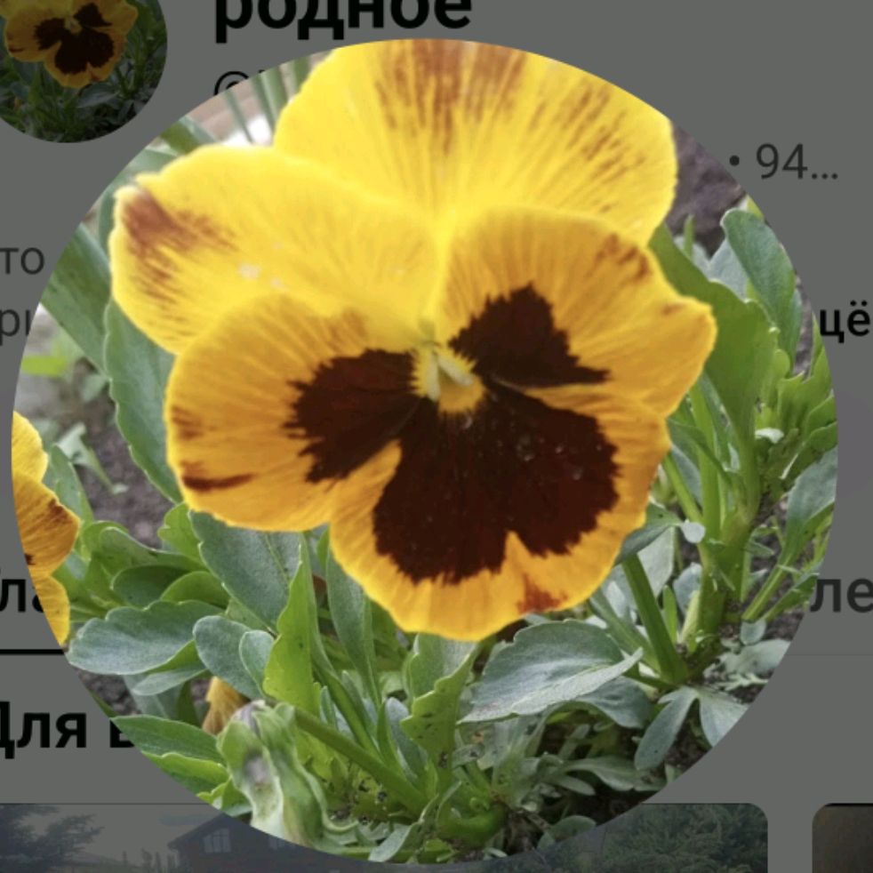 Иконка канала Любимое и родное.
