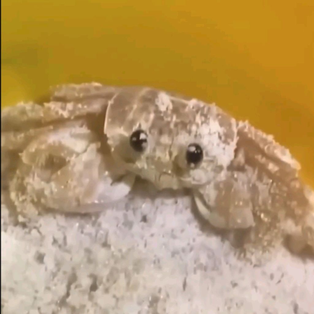 Иконка канала Мr. Crabs