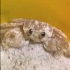 Иконка канала Мr. Crabs