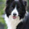 Иконка канала A Dog’s Heart