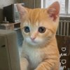 Иконка канала Котяка